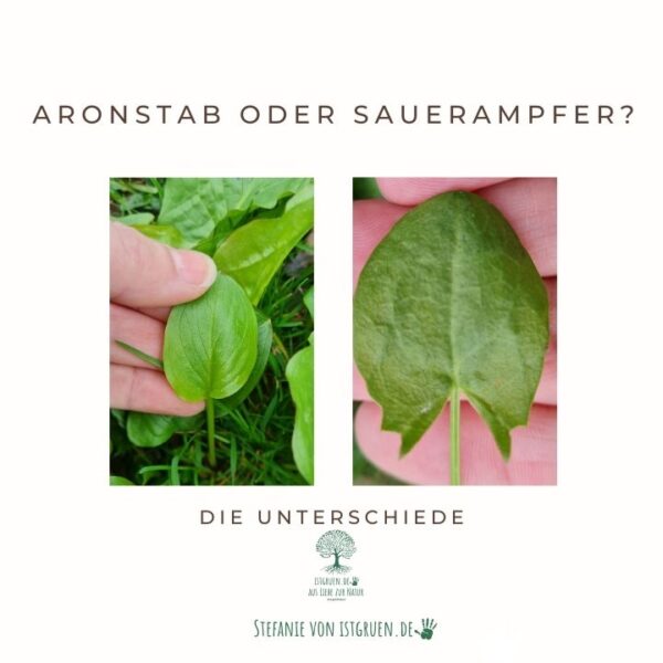 Aronstab oder Sauerampfer? Die Unterschiede
